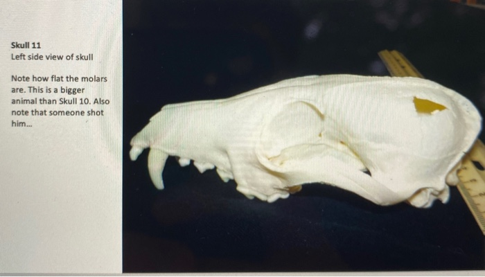 Solved 1 Armadillo Dichotomous Key Check teeth all about the | Chegg.com