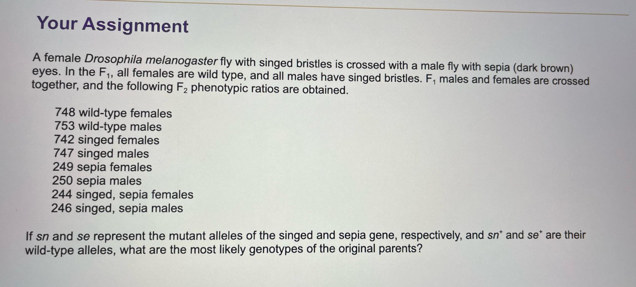 Solved Your AssignmentA female Drosophila melanogaster fly | Chegg.com