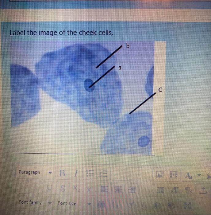 Solved Label the image of the cheek cells. b a C Paragraph - | Chegg.com