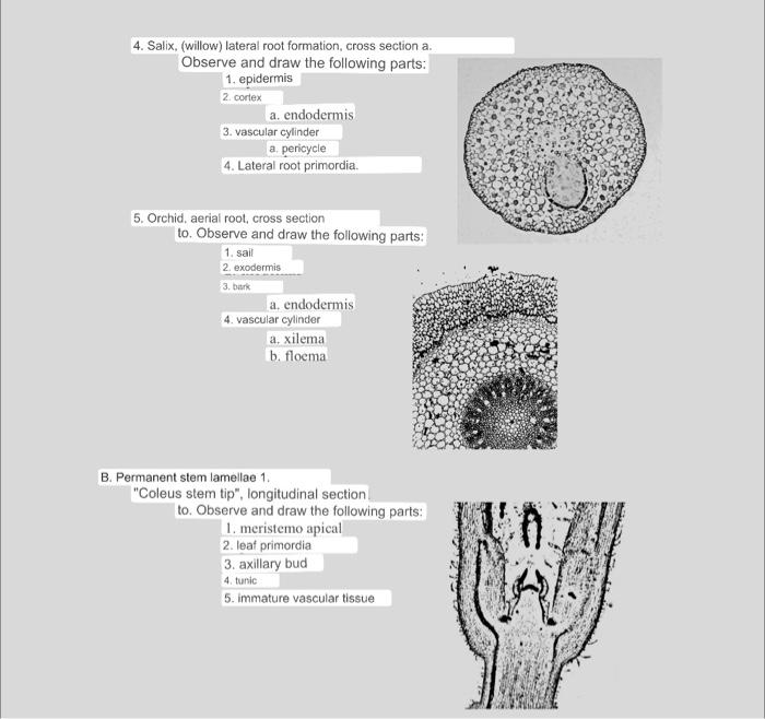 Solved 4. Salix, (willow) lateral root formation, cross | Chegg.com