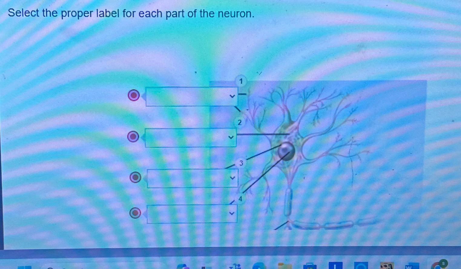 Solved Select the proper label for each part of the neuron. | Chegg.com