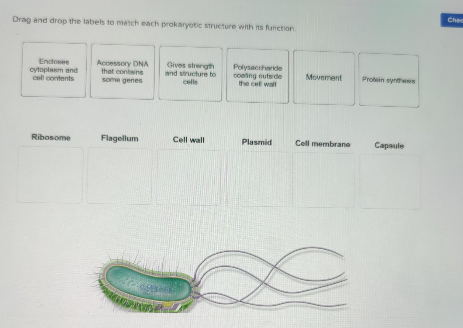 Solved Drag and drop the labels to match each prokaryotic | Chegg.com