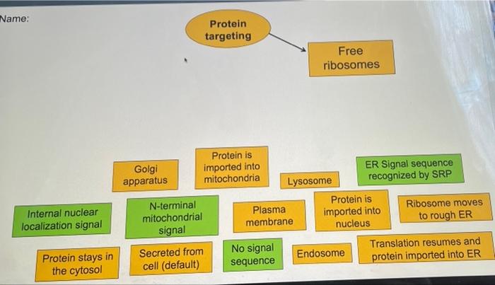 Solved Name: Protein targeting Free ribosomes Internal | Chegg.com