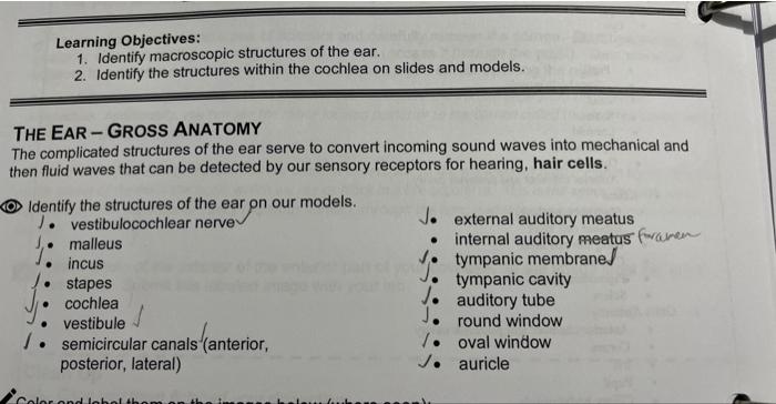 Solved Learning Objectives: 1. Identify macroscopic | Chegg.com