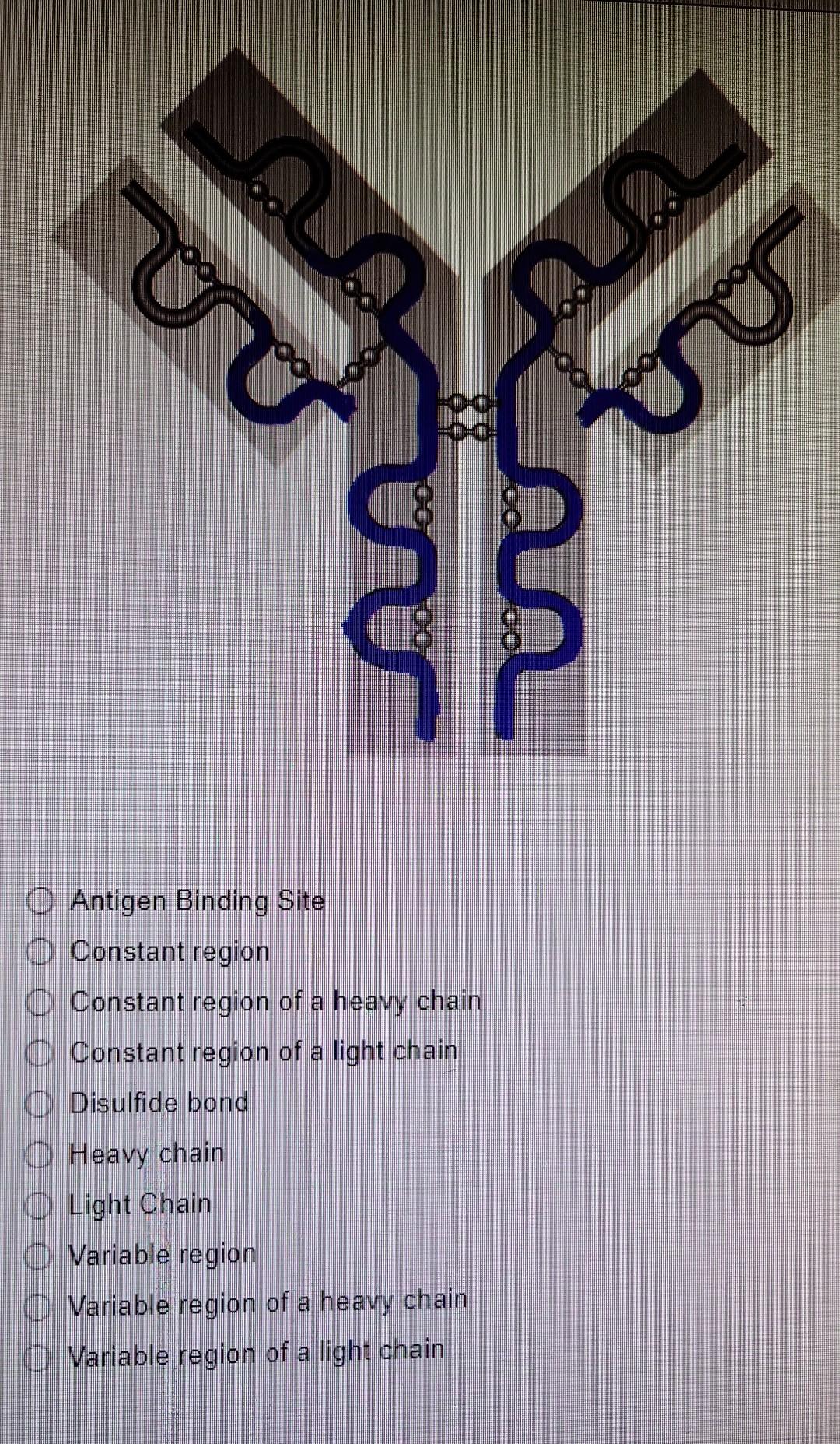 Solved Identify the highlighted part of the antibody 0000 s | Chegg.com