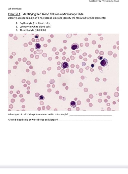 Anatomy & Physiology 2 Lab Lab Exercises: Exercise 1: | Chegg.com
