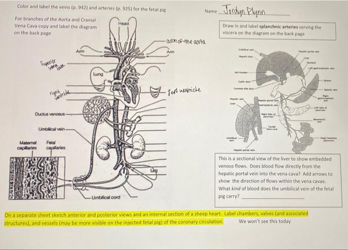 Solved Color and label the veins (p. 942) and arteries (p. | Chegg.com