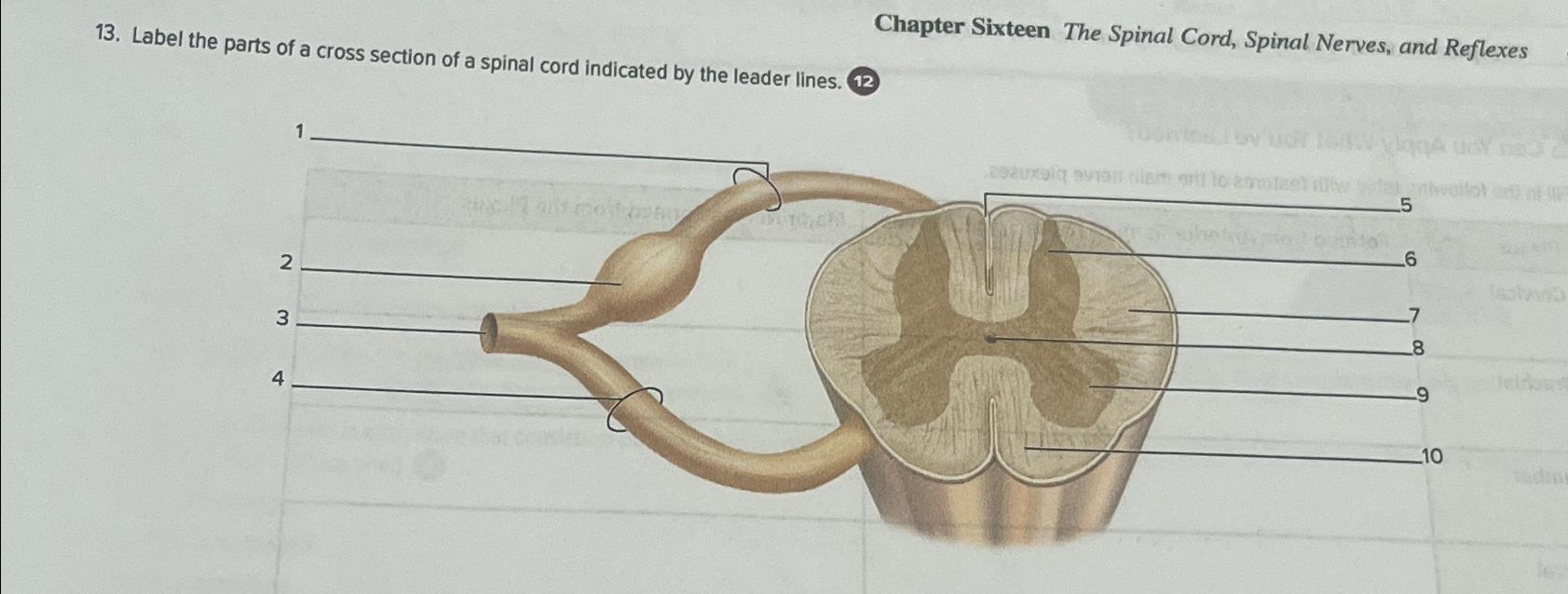 Solved Label the parts of a cross section of a spinal cord | Chegg.com