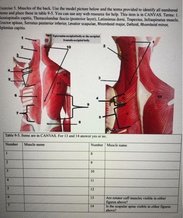 Solved Lab 9: Muscle Tissue and axial muscle Exercise 6. | Chegg.com