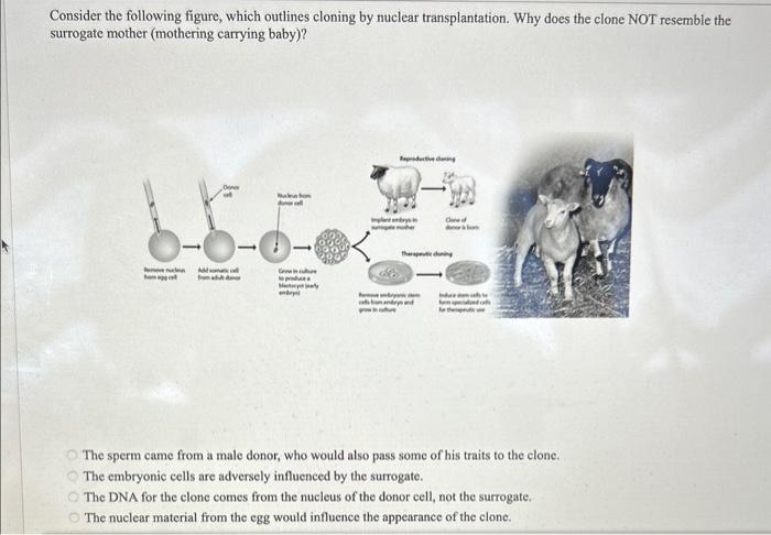 Solved Consider the following figure, which outlines cloning | Chegg.com