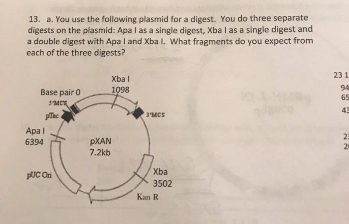Solved 13. a. You use the following plasmid for a digest. | Chegg.com