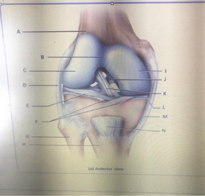 Solved Procedure 1 Identifying Structures of the Knee Joint | Chegg.com
