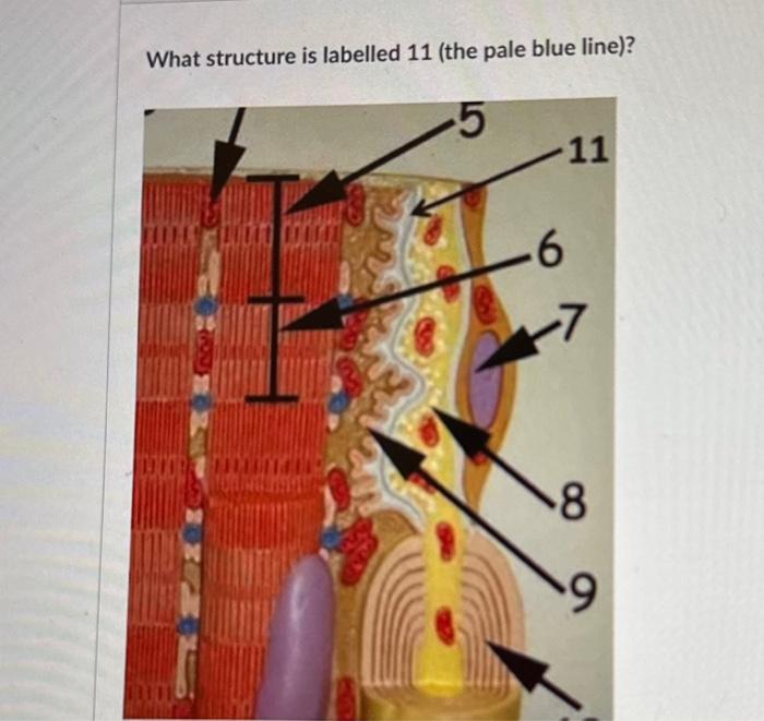 Solved What structure is labelled 11 (the pale blue line)? | Chegg.com