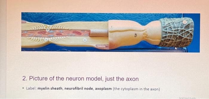 Solved 1. Picture of the neuron model (notice the neuron has | Chegg.com
