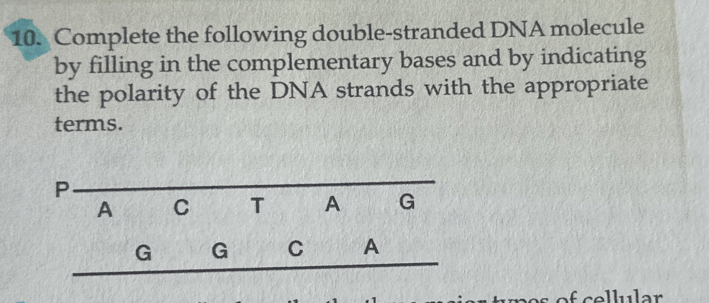 Solved Complete the following double-stranded DNA molecule | Chegg.com