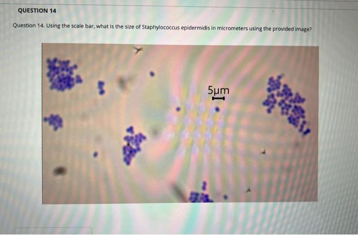 Solved Question 12. Using the scale bar, what is the size of | Chegg.com