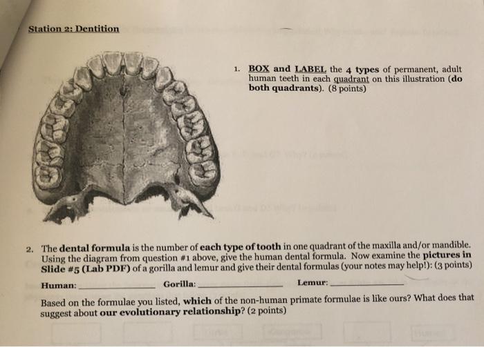 Station 2: Dentition 1. BOX and LABEL the 4 types of | Chegg.com
