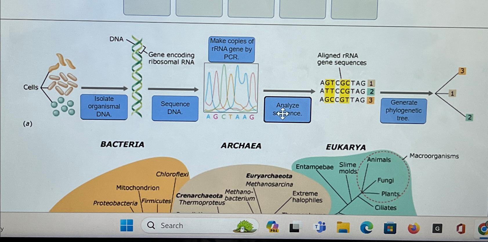 Solved Correctly match each step with its location in the | Chegg.com