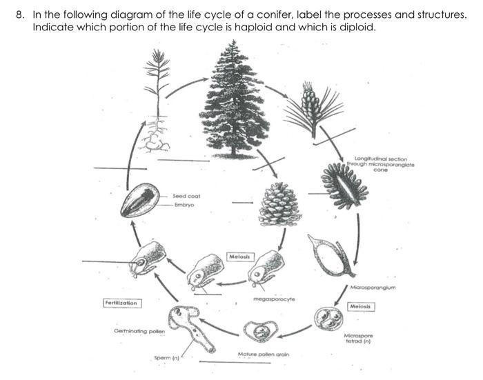 Solved 3. In the following diagram of the life cycle of a | Chegg.com