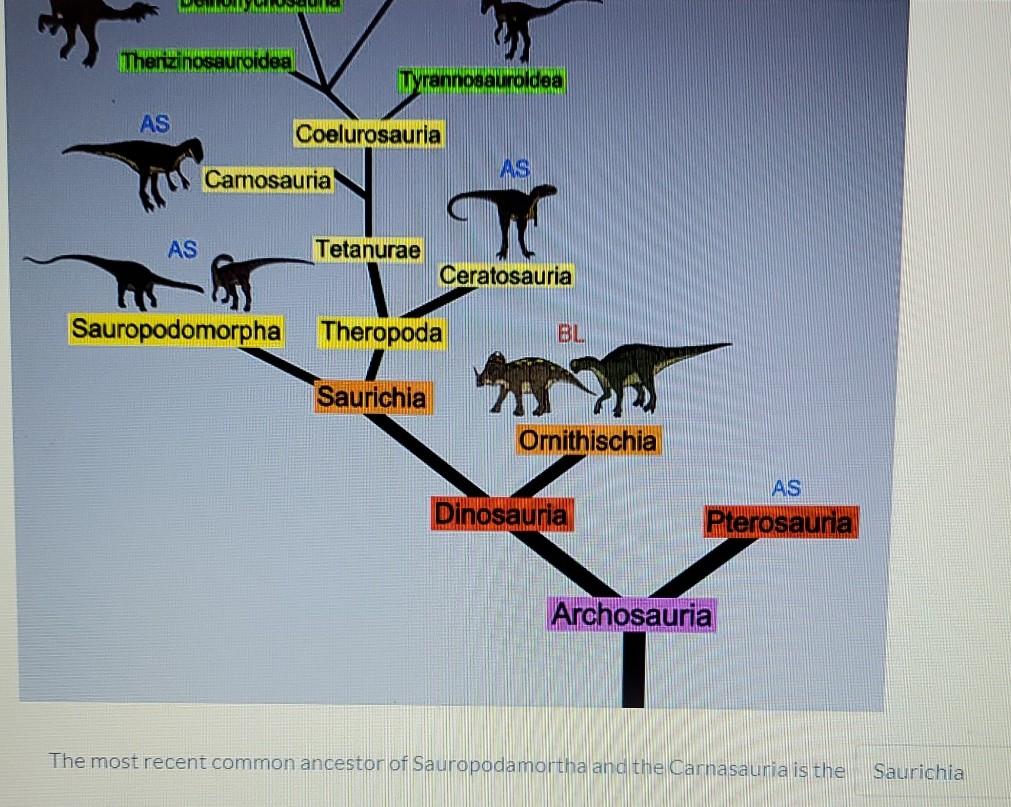 Solved MIL Therizinosauroidea Tyrannosauroidea AS | Chegg.com