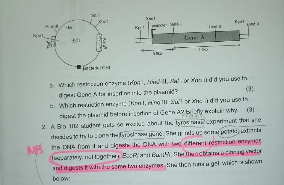 Solved 1. You decide to use the following plasmid to clone | Chegg.com