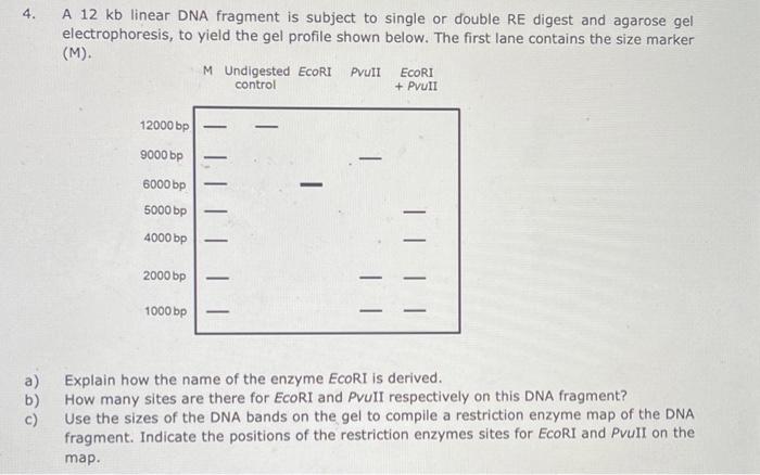 Solved 4. . A 12 kb linear DNA fragment is subject to single | Chegg.com