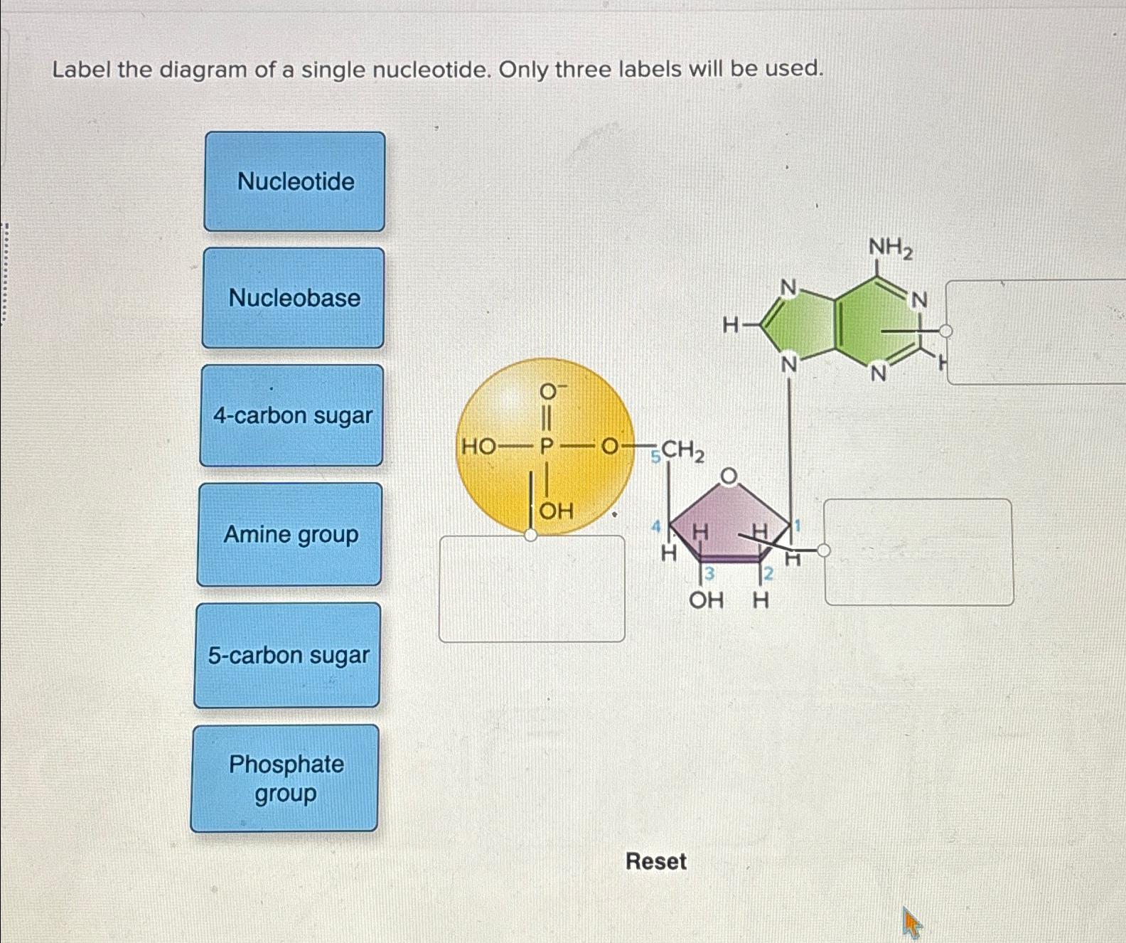 Solved Label the diagram of a single nucleotide. Only three | Chegg.com