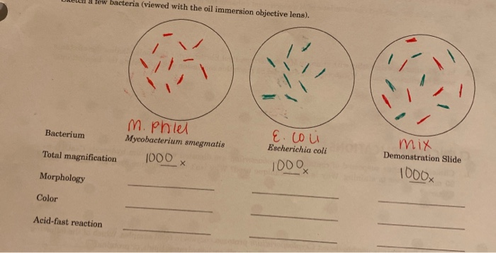 Solved lew bacteria (viewed with the oil immersion objective | Chegg.com