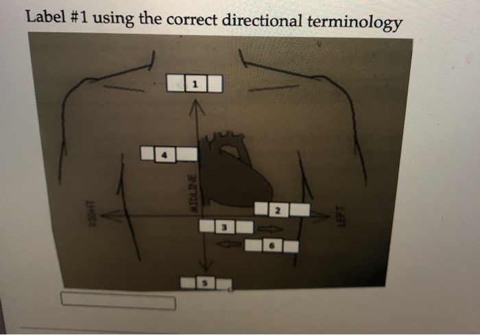 Solved Label #3 using the correct directional terminology | Chegg.com