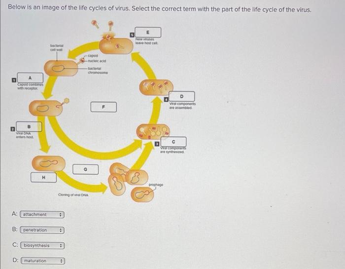 Solved Below is an image of the life cycles of virus. Select | Chegg.com