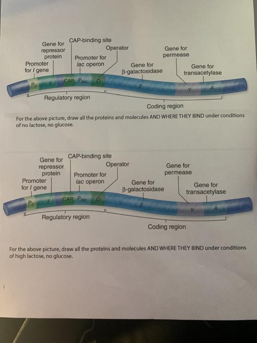 Solved Gene for CAP-binding site repressor Operator Gene for | Chegg.com