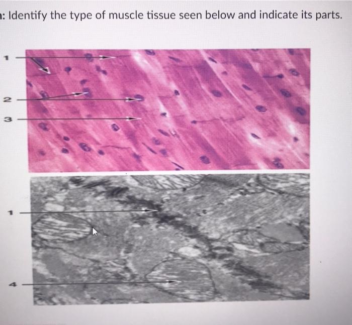 Solved Instructions: Identify the parts of the goblet cells; | Chegg.com