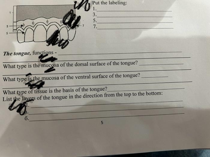 Solved histology - match the numbers and label with the | Chegg.com