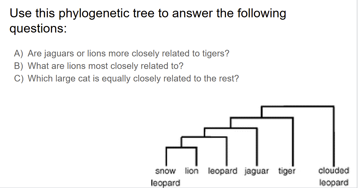 Solved Use this phylogenetic tree to answer the following | Chegg.com
