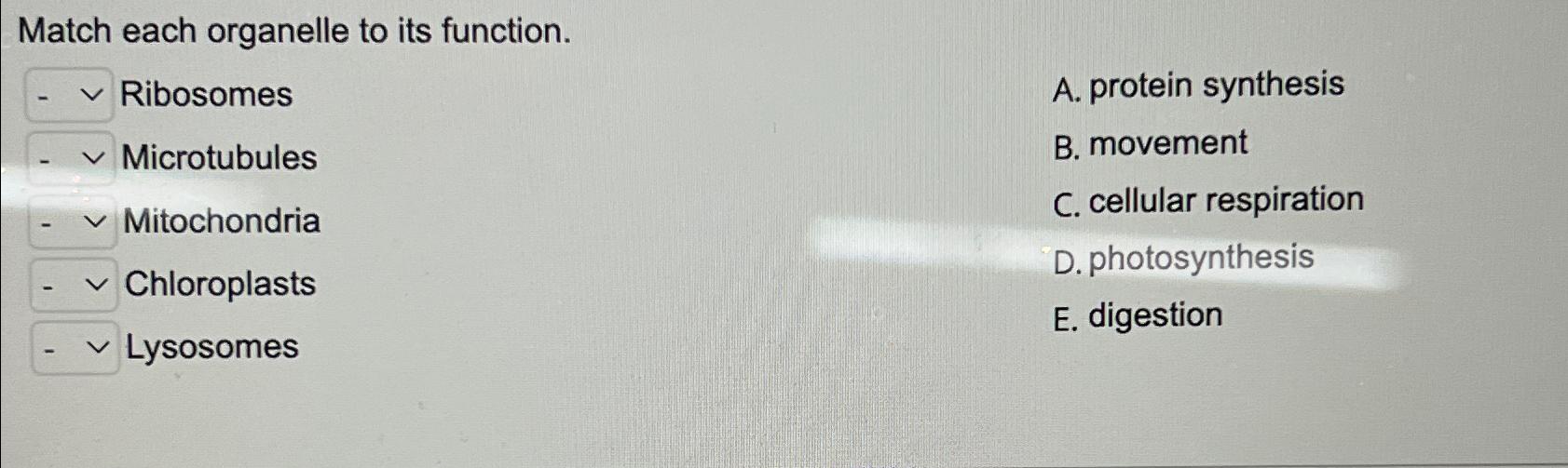 Solved Match each organelle to its function.RibosomesA. | Chegg.com