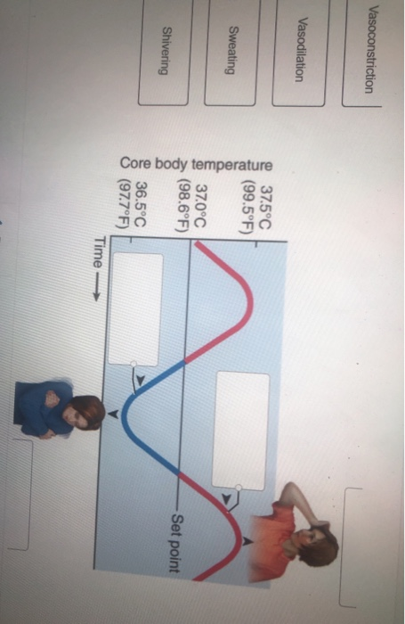 Solved Vasoconstriction Vasodilation 37.5°C (99.5°F) | Chegg.com