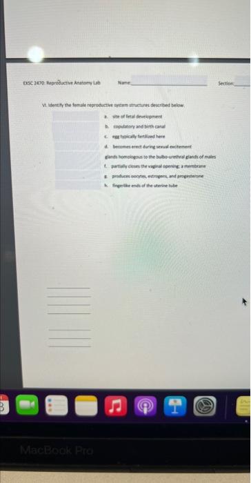 Solved Lab Activity 1: Identify the anatomical structures on | Chegg.com