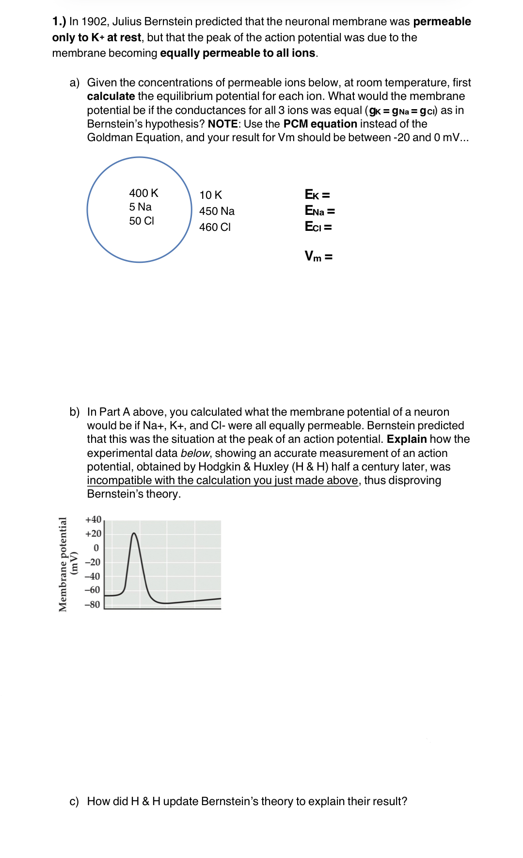 Solved 1.) ﻿In 1902, ﻿Julius Bernstein predicted that the | Chegg.com