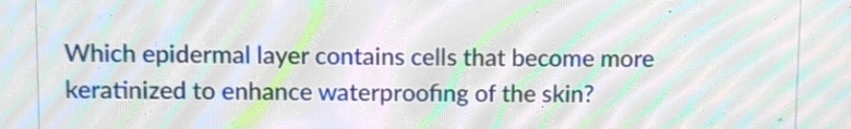 Solved Which epidermal layer contains cells that become more | Chegg.com