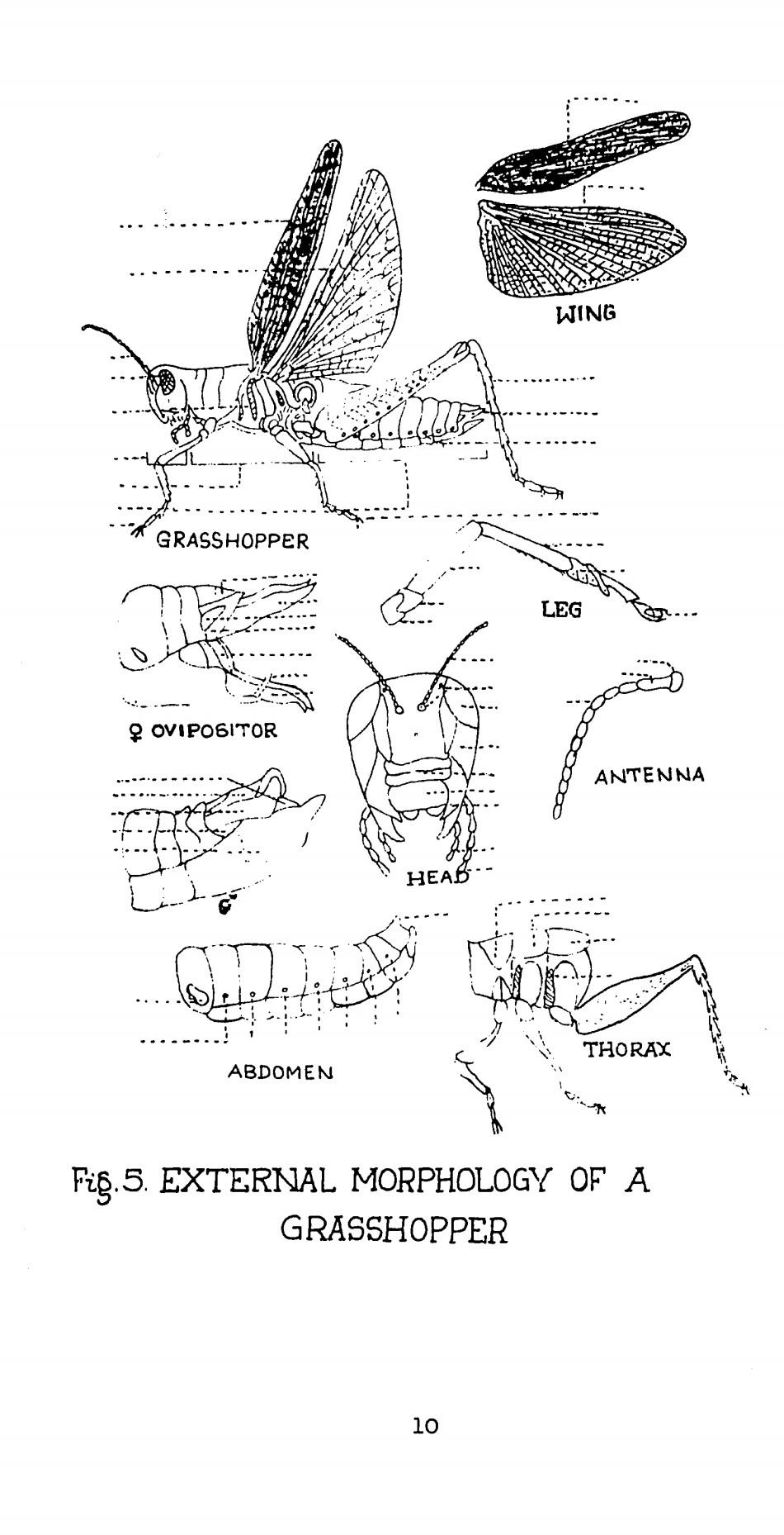 GRASSHOPPER | Chegg.com