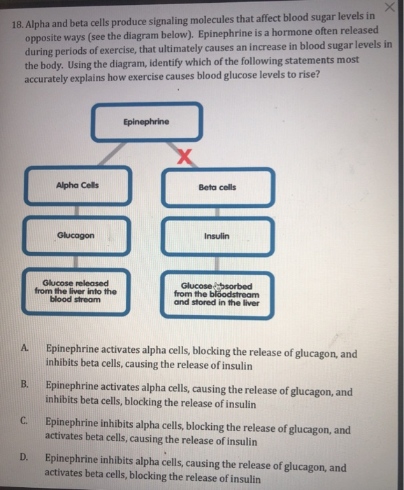 Solved 18. Alpha and beta cells produce signaling molecules | Chegg.com