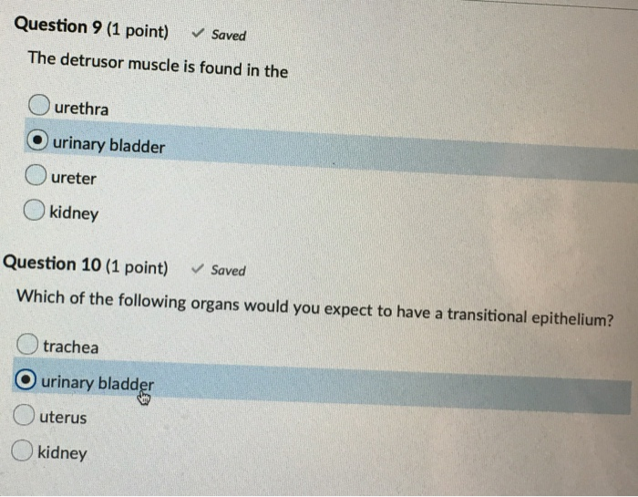 Solved Question 9 (1 point) Saved The detrusor muscle is | Chegg.com