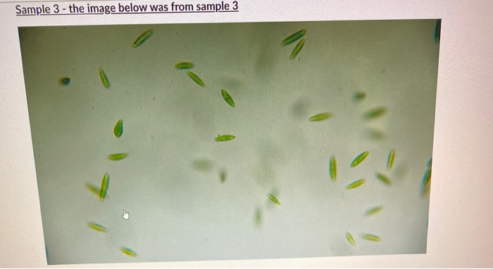 19 Laboratory 2 Pond water and the scientific method: | Chegg.com