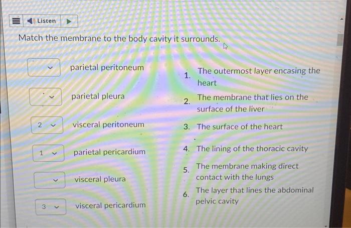 Solved Match the membrane to the body cavity it surrounds. | Chegg.com