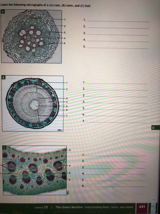 Solved Label the following micrographs of a (A) root, (B) | Chegg.com Solved Label the following micrographs of a (A) root, (B) | Chegg.com