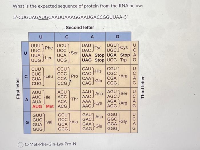 Solved What is the expected sequence of protein from the RNA | Chegg.com