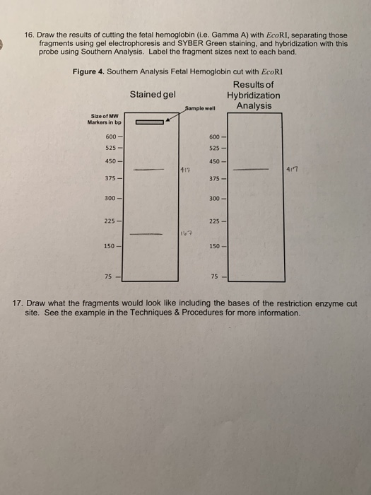Solved 17. Draw what the fragments would look like including | Chegg.com