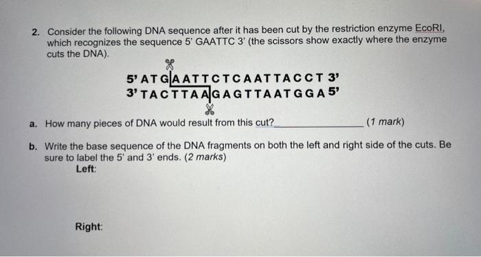 Solved 2. Consider the following DNA sequence after it has | Chegg.com
