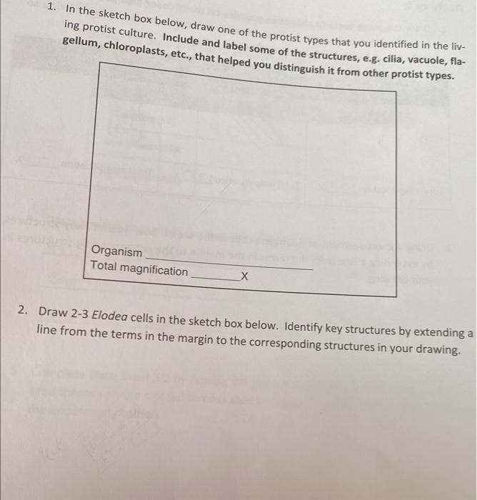 Solved 1. In the sketch box below, draw one of the protist | Chegg.com