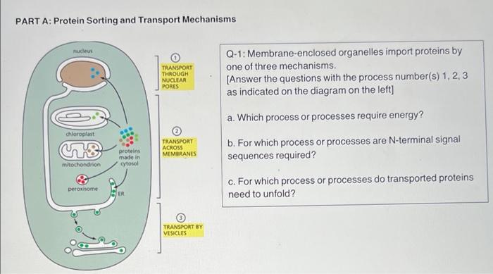 Solved PART A: Protein Sorting and Transport Mechanisms | Chegg.com